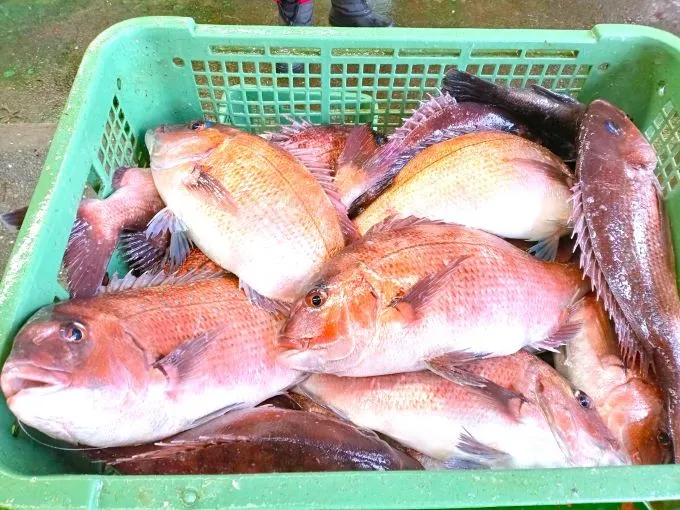 【福井の釣りスポット10選】大物狙いの海上釣り堀から、家族で行きたい渓流釣りまで | 隠れ家ヴィラ、別荘をシェアする会員制リゾート「GFC」