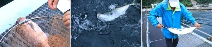 【福井の釣りスポット10選】大物狙いの海上釣り堀から、家族で行きたい渓流釣りまで | 隠れ家ヴィラ、別荘をシェアする会員制リゾート「GFC」