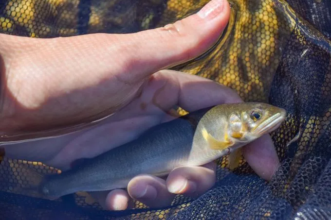 【福井の釣りスポット10選】大物狙いの海上釣り堀から、家族で行きたい渓流釣りまで | 隠れ家ヴィラ、別荘をシェアする会員制リゾート「GFC」